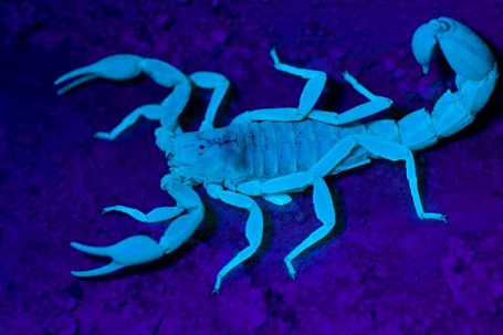 Five Scorpion Facts You May Not Know