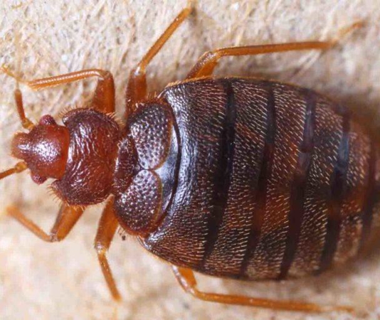March 05, 2018 Bed Bug Resurgence in Las Vegas