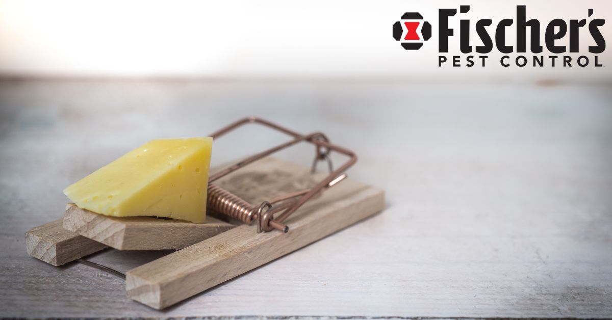 Why Over-the-Counter Pest Solutions Often Fail