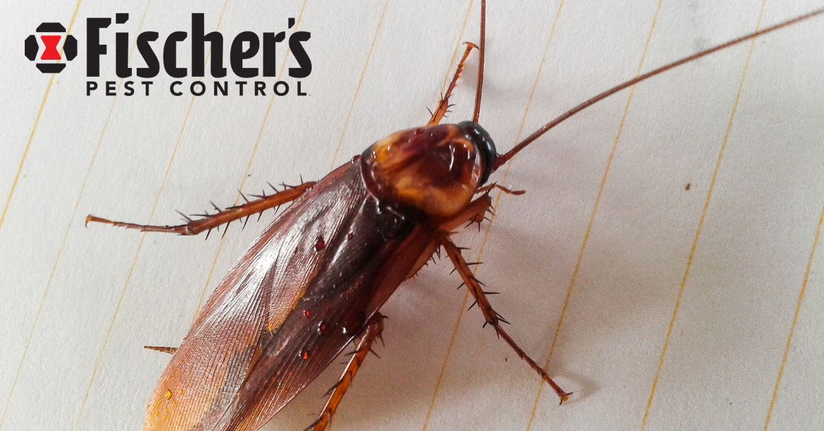 The Importance of Calling for Roach Control ASAP